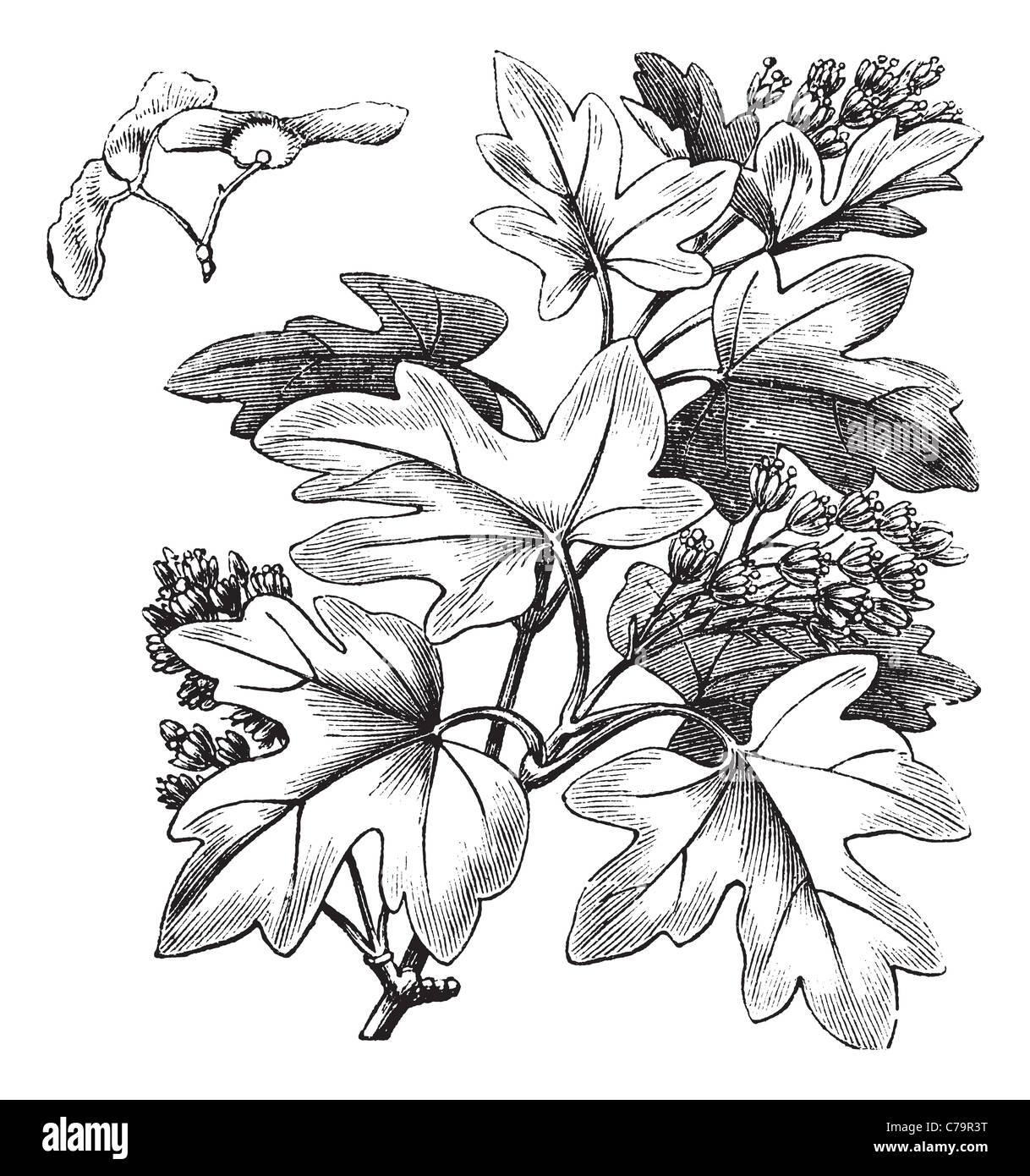 Field Maple or Hedge Maple, vintage engraving. Old engraved ...