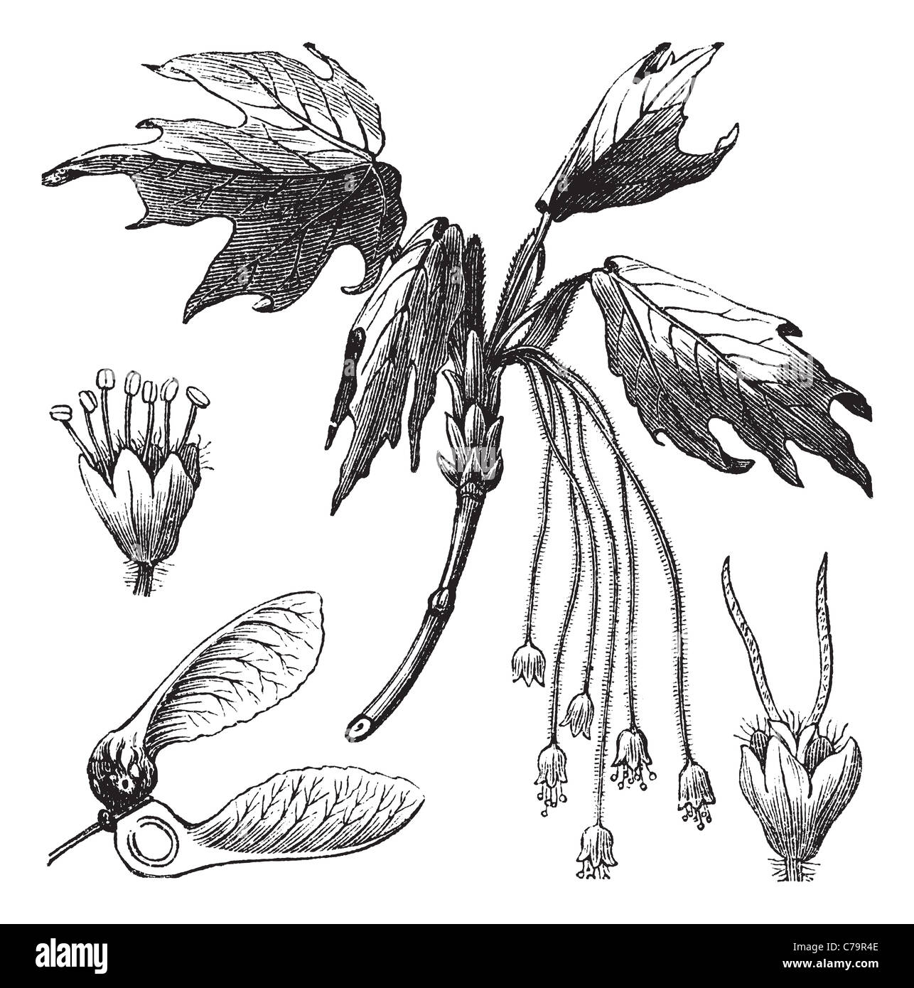 Silver Maple or Creek Maple, vintage engraving. Old engraved ...