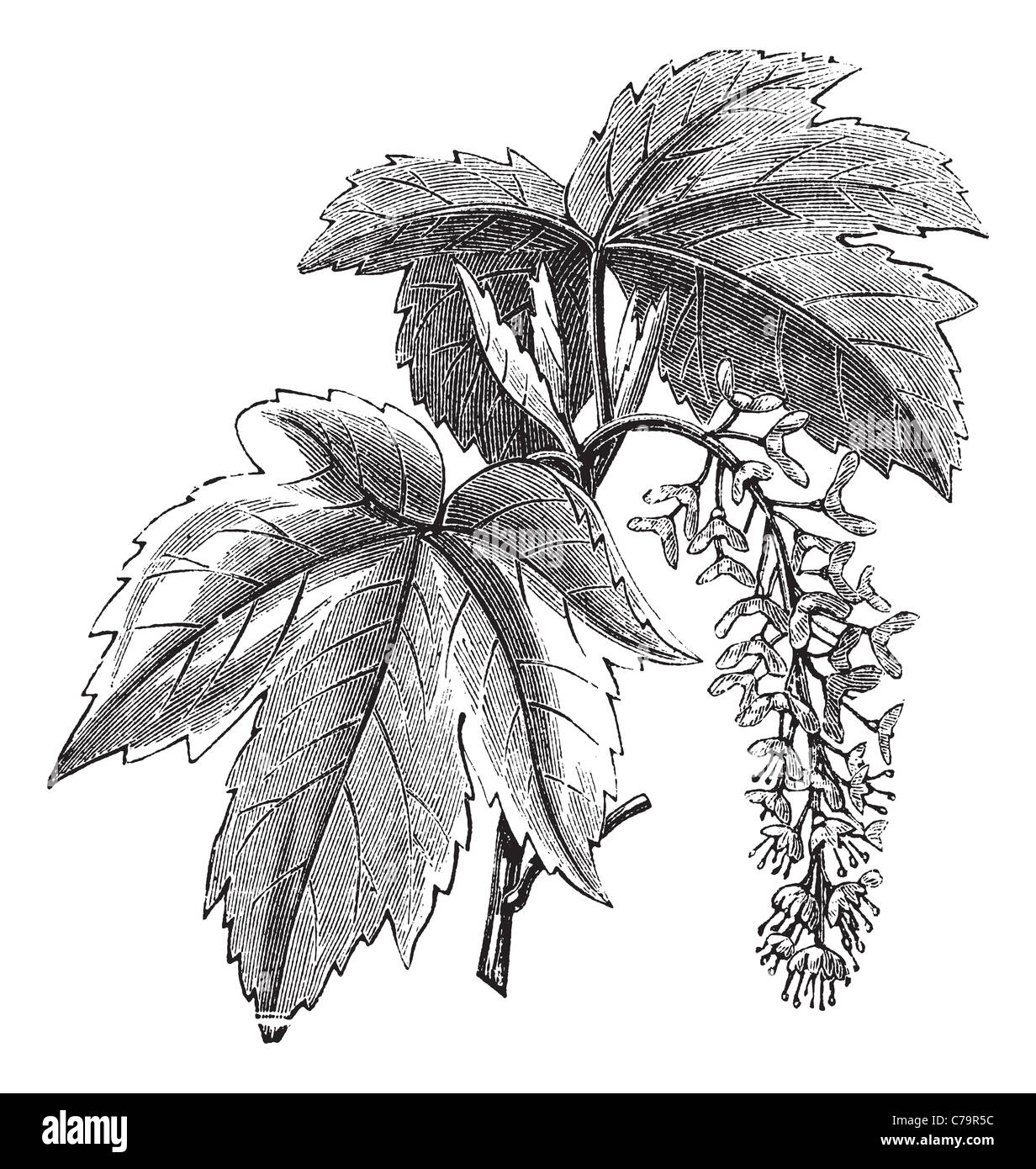 Sycamore botanical illustration hi-res stock photography and images - Alamy