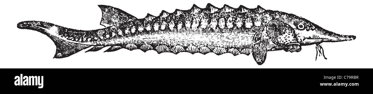 Sterlet or Acipenser ruthenus, vintage engraved illustration. Trousset ...