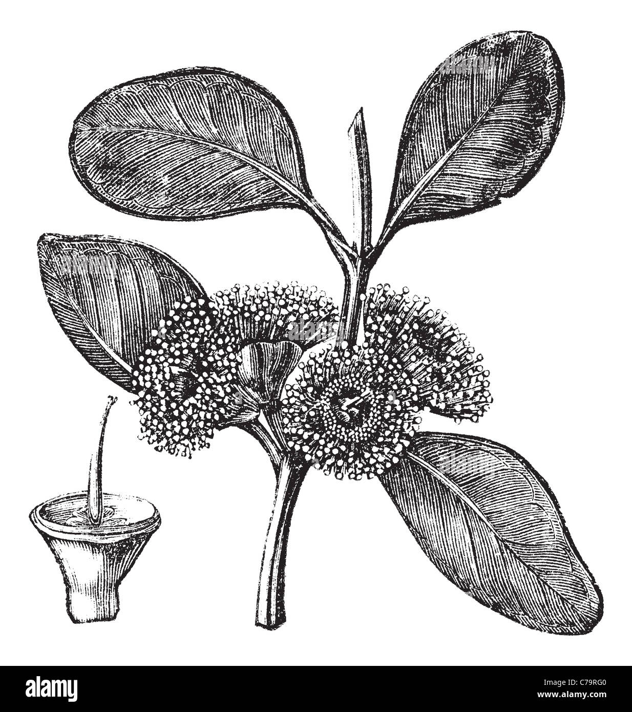 Bell-fruited Mallee, vintage engraving. Old engraved illustration of a ...