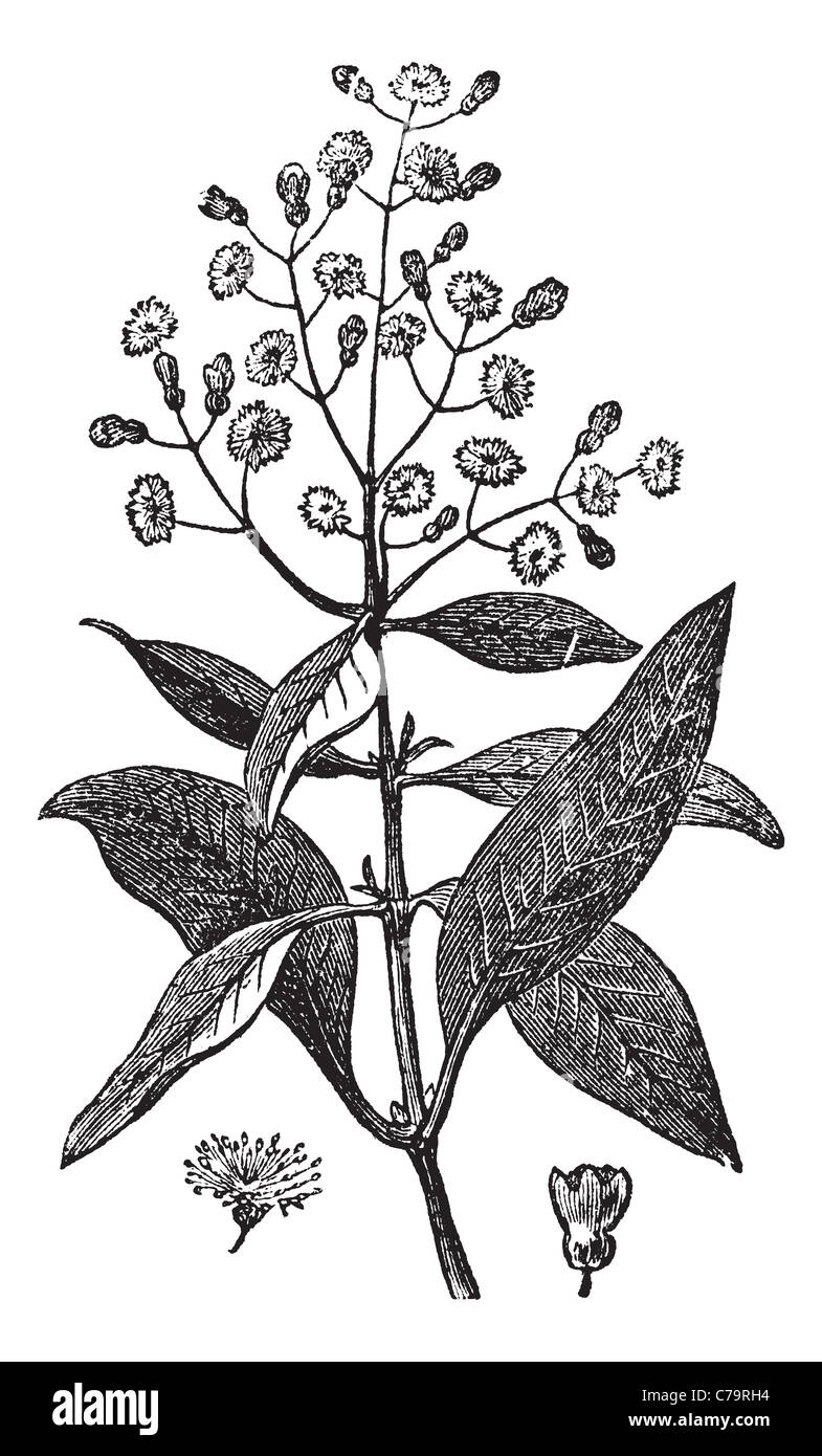 Pimenta tree hi-res stock photography and images - Alamy