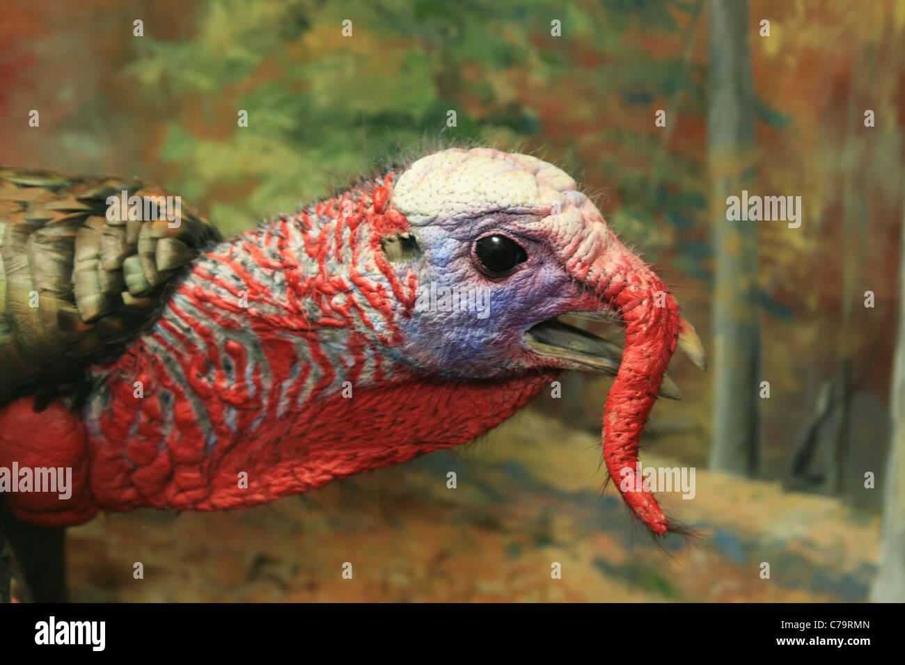 Turkey snood hi-res stock photography and images - Alamy