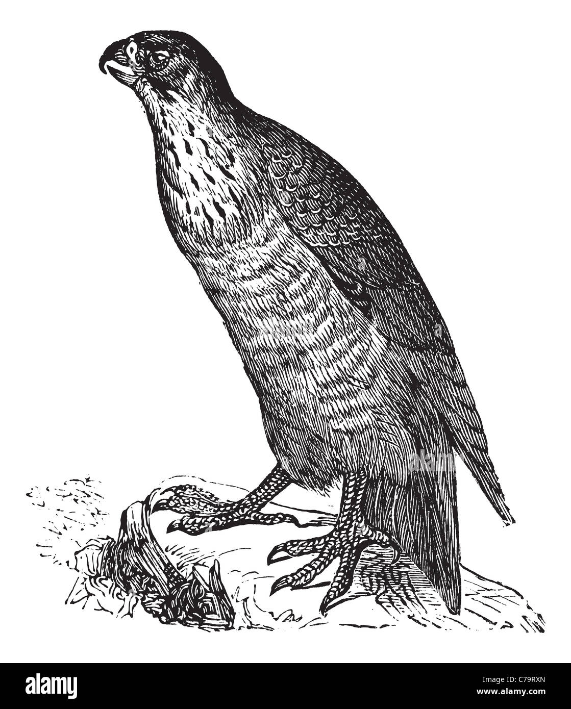 Peregrine falcon Cut Out Stock Images & Pictures - Alamy