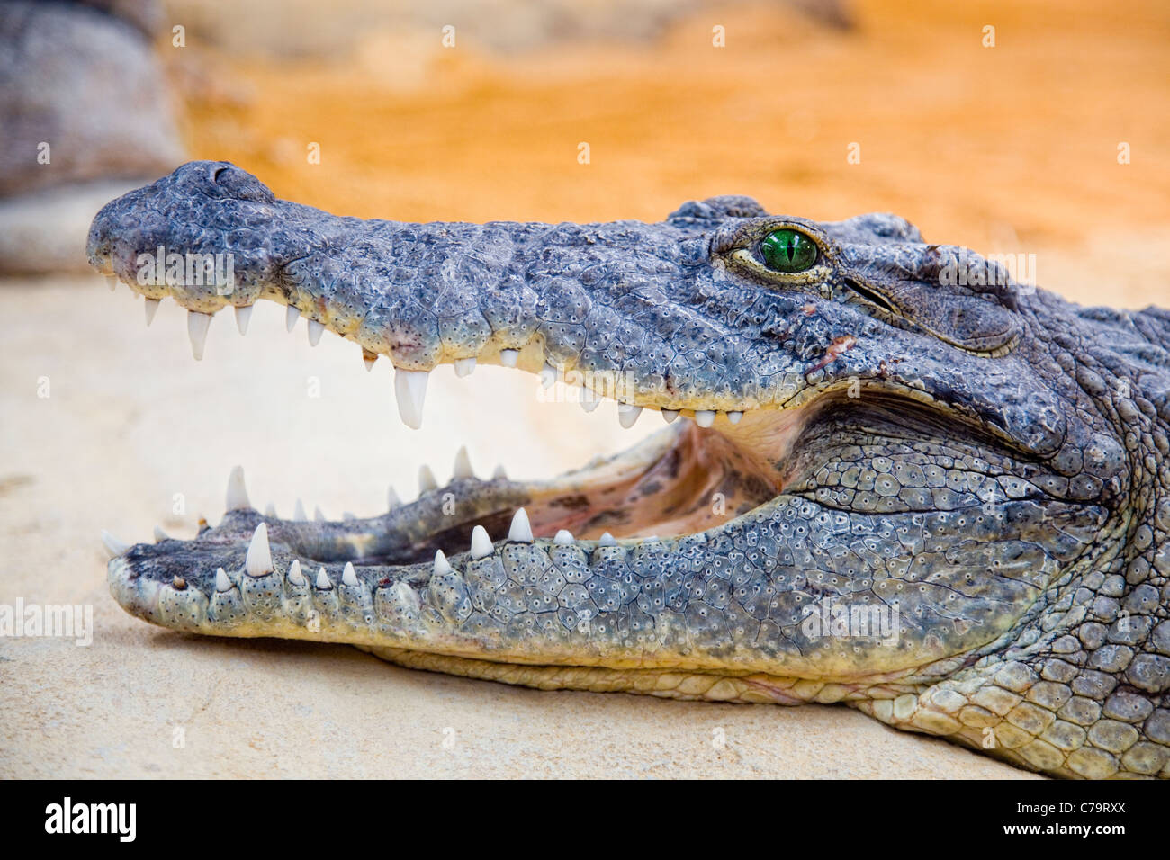 Head of a crocodile with the mouth open Stock Photo - Alamy