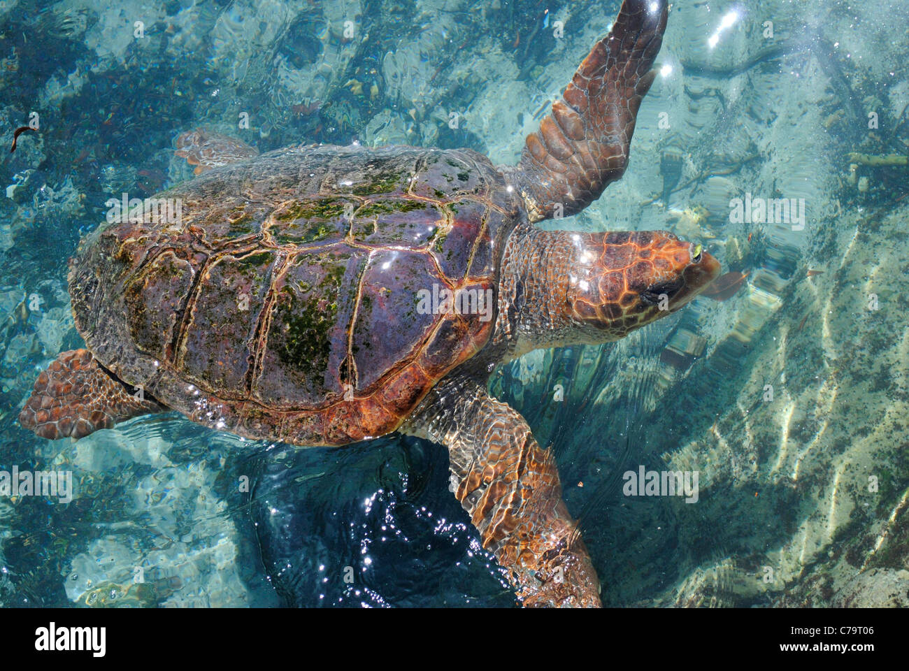 Hawksbill sea turtle (Eretmochelys imbricata Stock Photo - Alamy Hawksbill sea turtle (Eretmochelys imbricata Stock Photo - Alamy