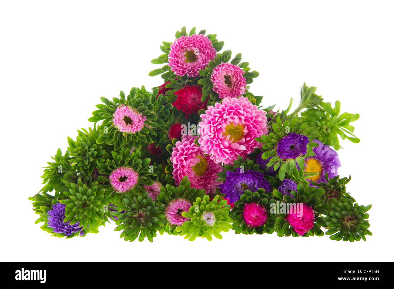 Colorful Bouquet New England Asters Isolated Over White Background