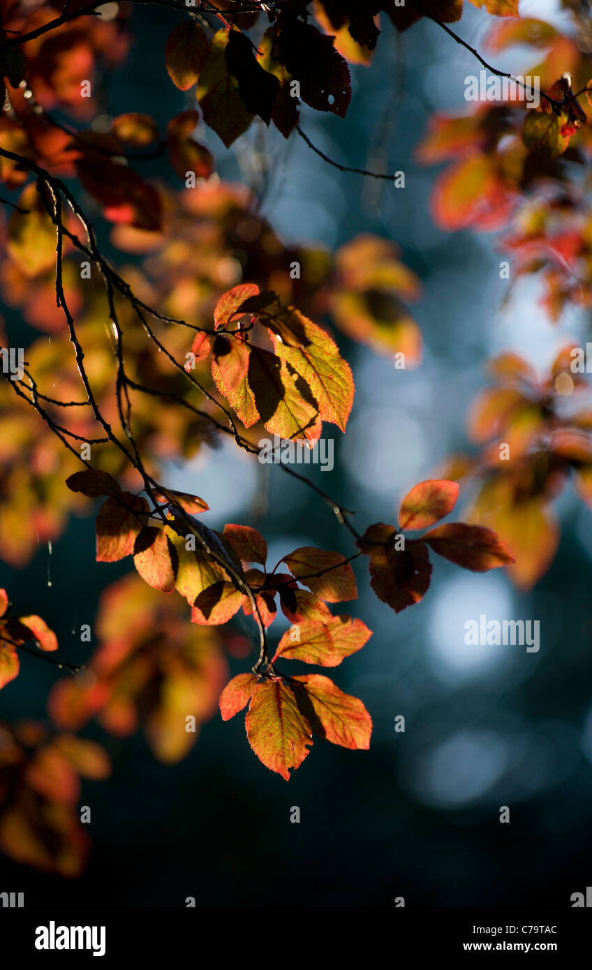 Field through tree leaves hi-res stock photography and images - Alamy