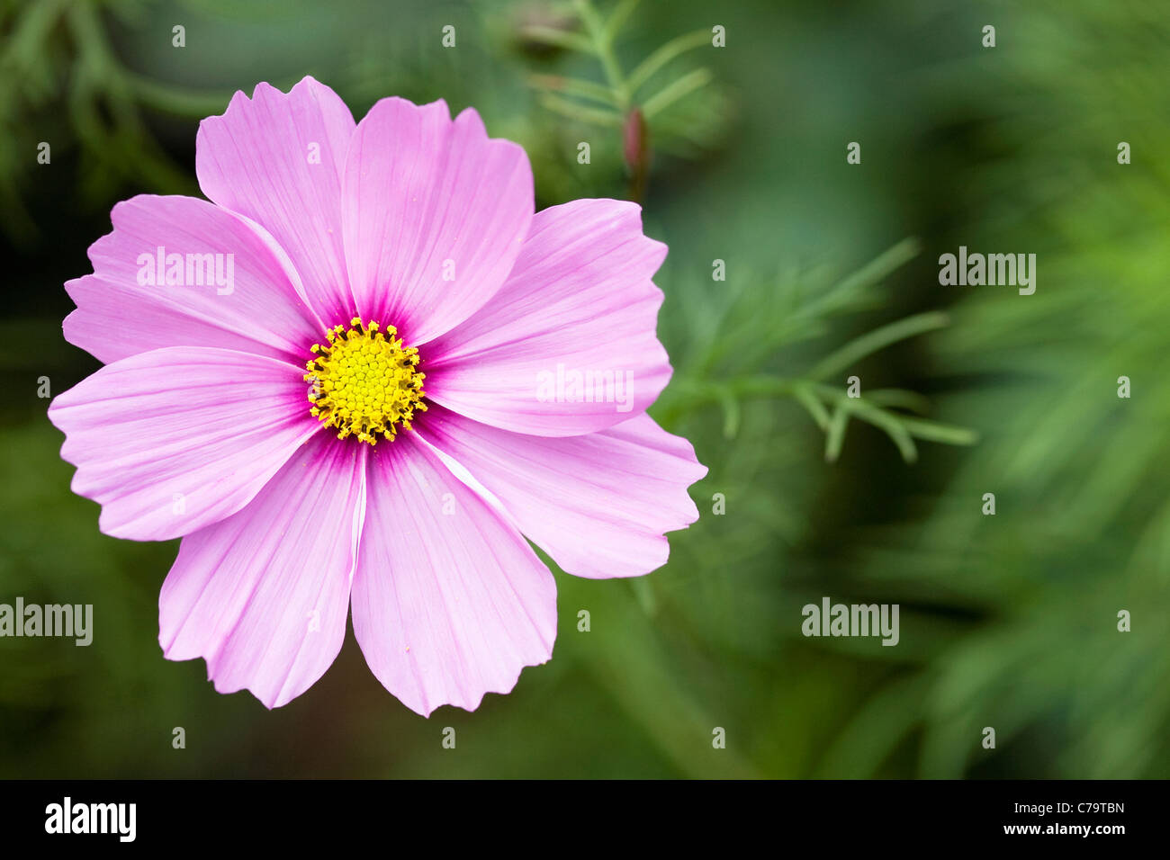 Cosmos bipinnatus flower Stock Photo - Alamy