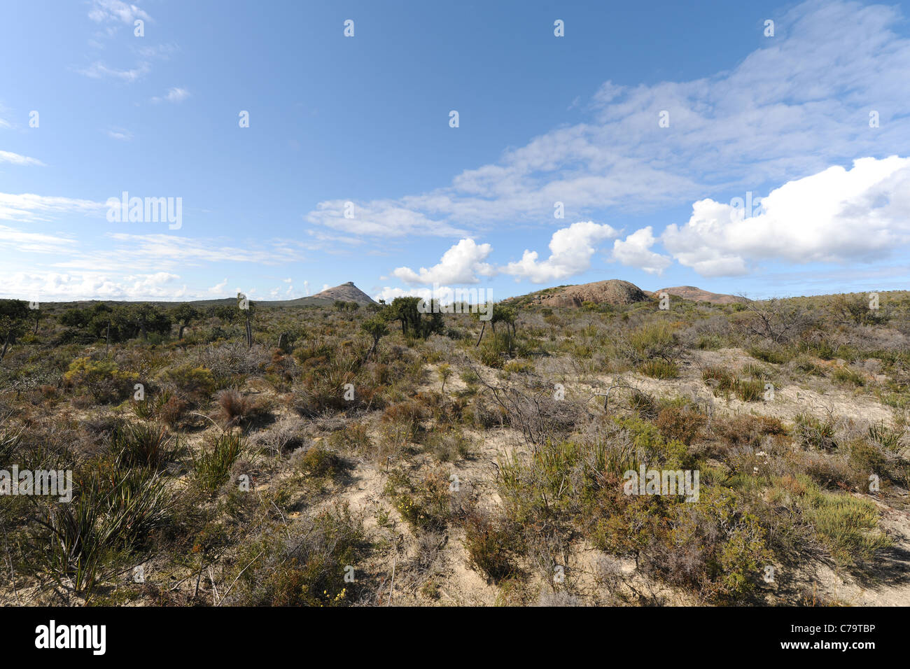 native Australian bush with wildflowers, Cape Le Grand National Park ...