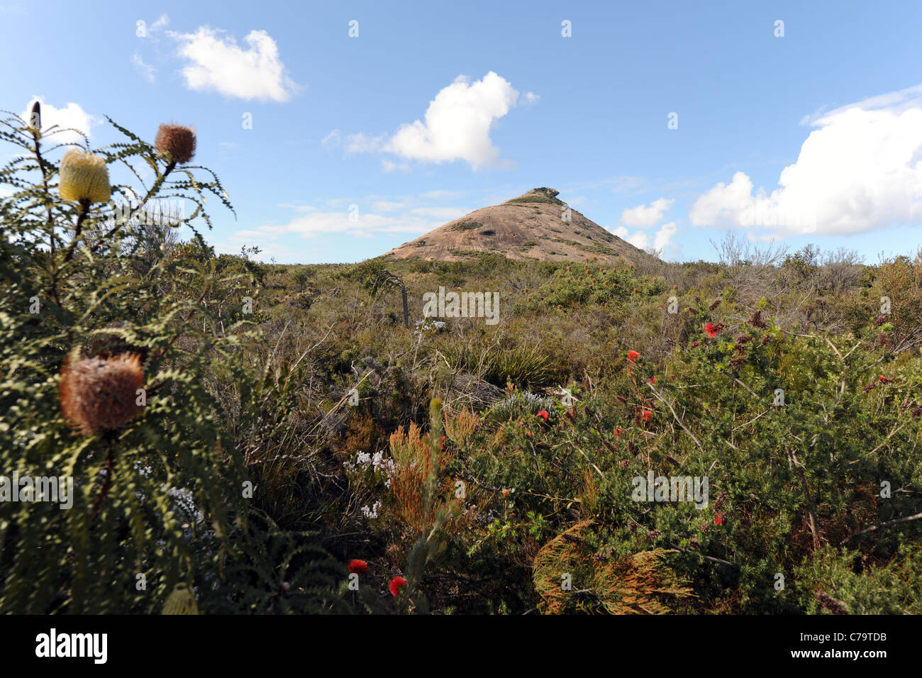 Rock banksia hi-res stock photography and images - Alamy