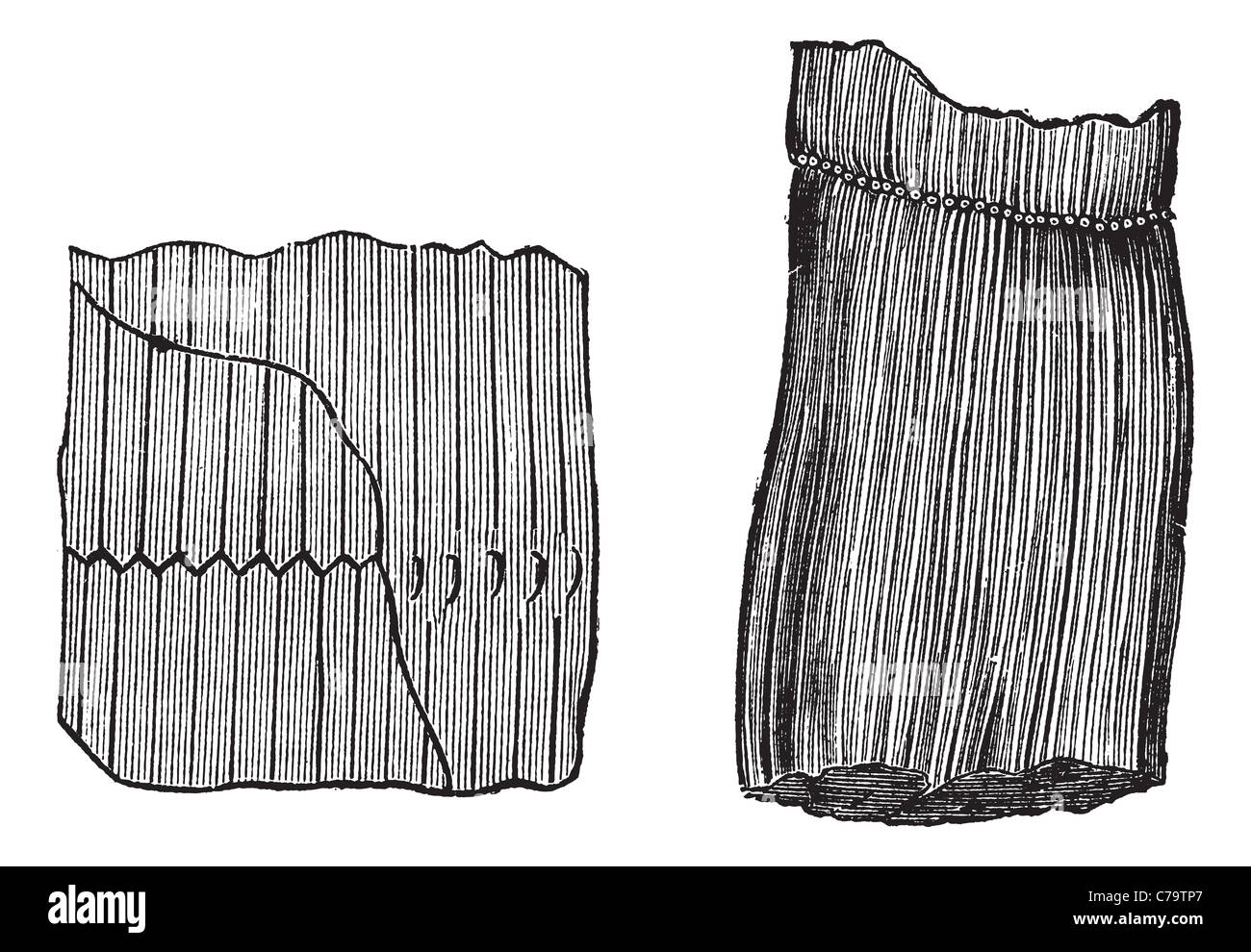 Calamites calamitaceae hi-res stock photography and images - Alamy