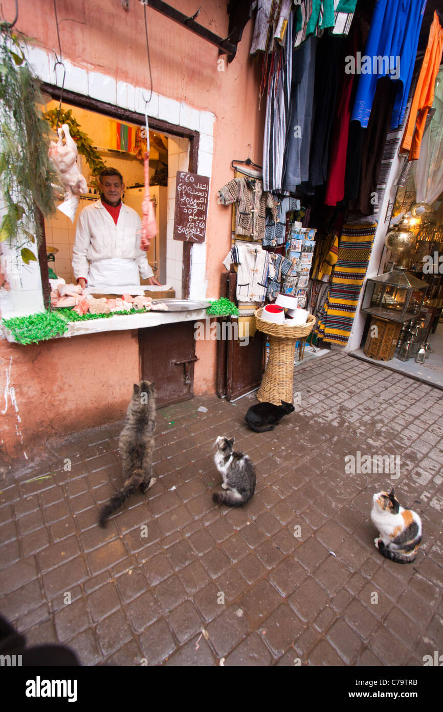 Cats waiting for meat in front of a butcher. Marrakesh, Morocco Stock ...