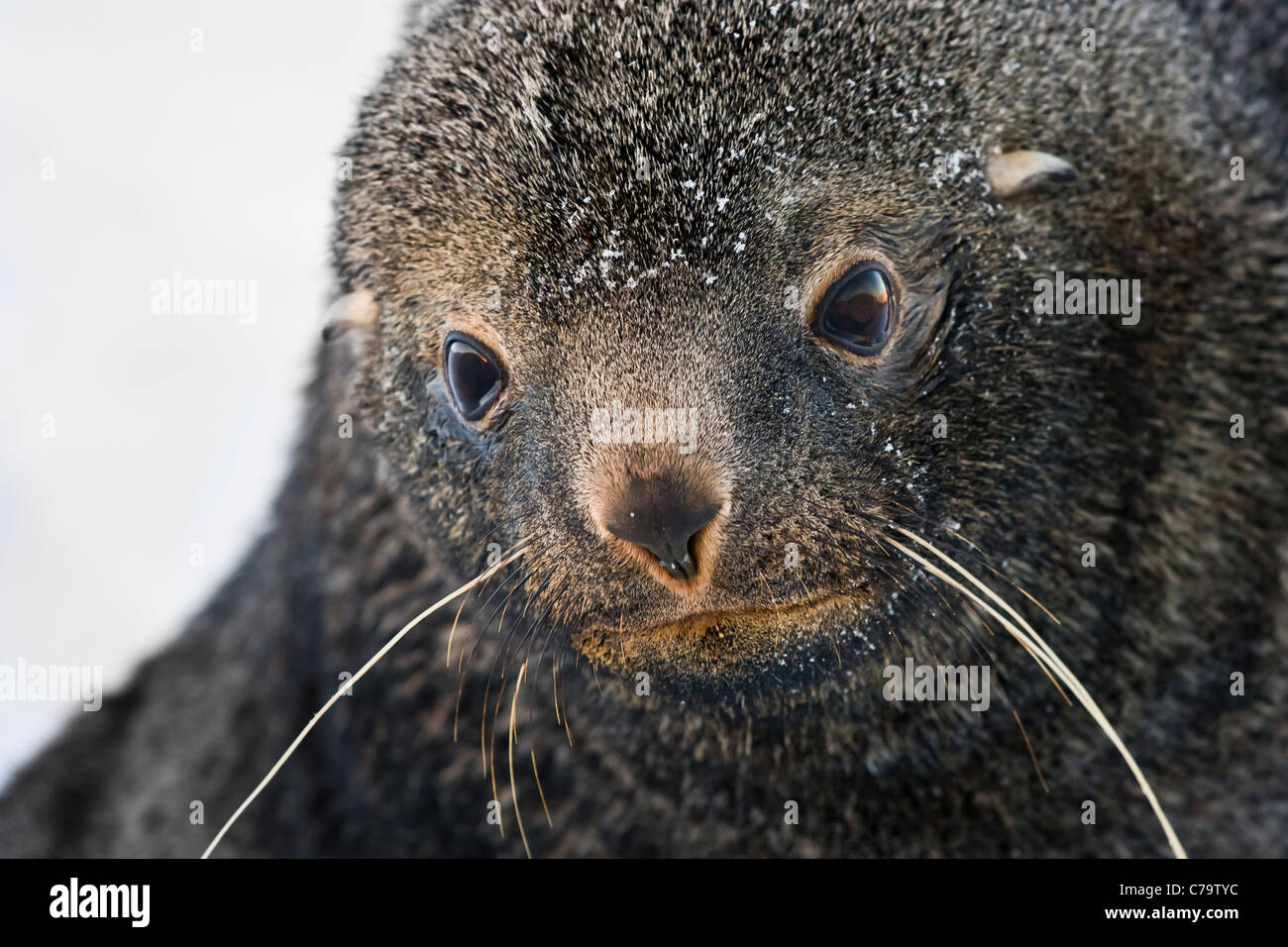 sad Fur Seal with big eyes looking into the camera Stock Photo - Alamy
