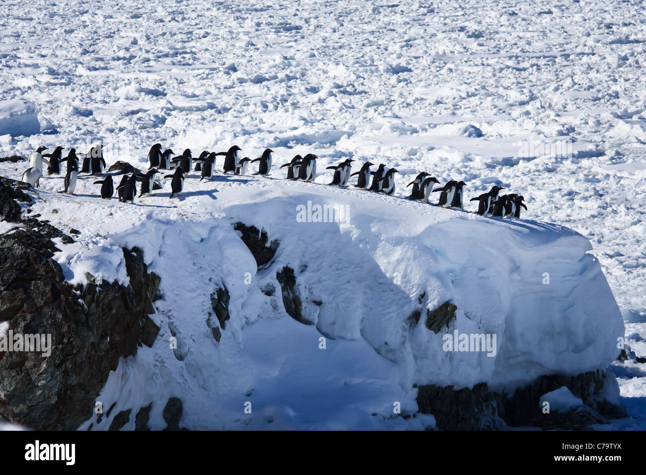 a large group of penguins having fun in the snowy hills of the ...