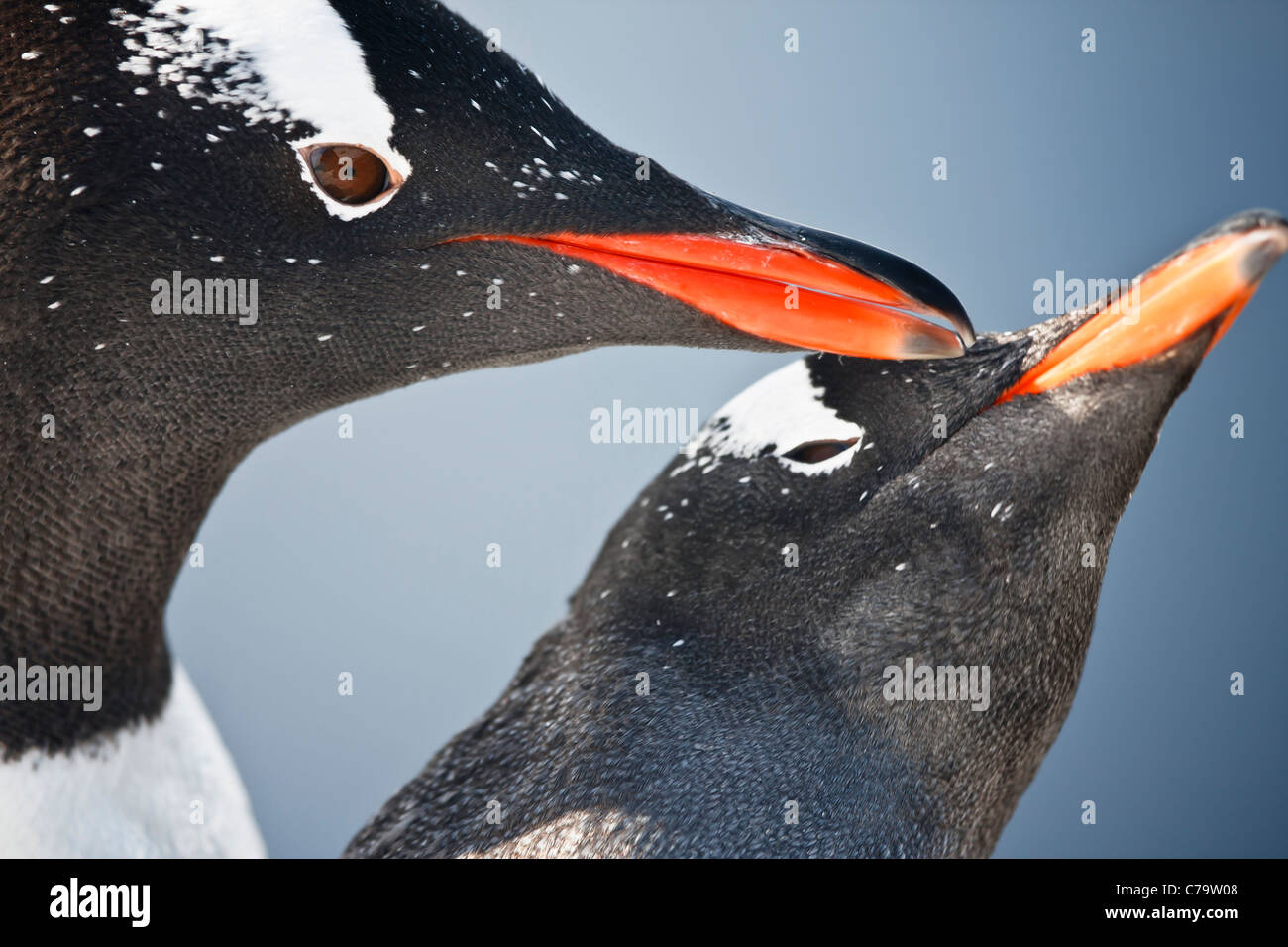two penguins close up playing in Antarctica Stock Photo - Alamy