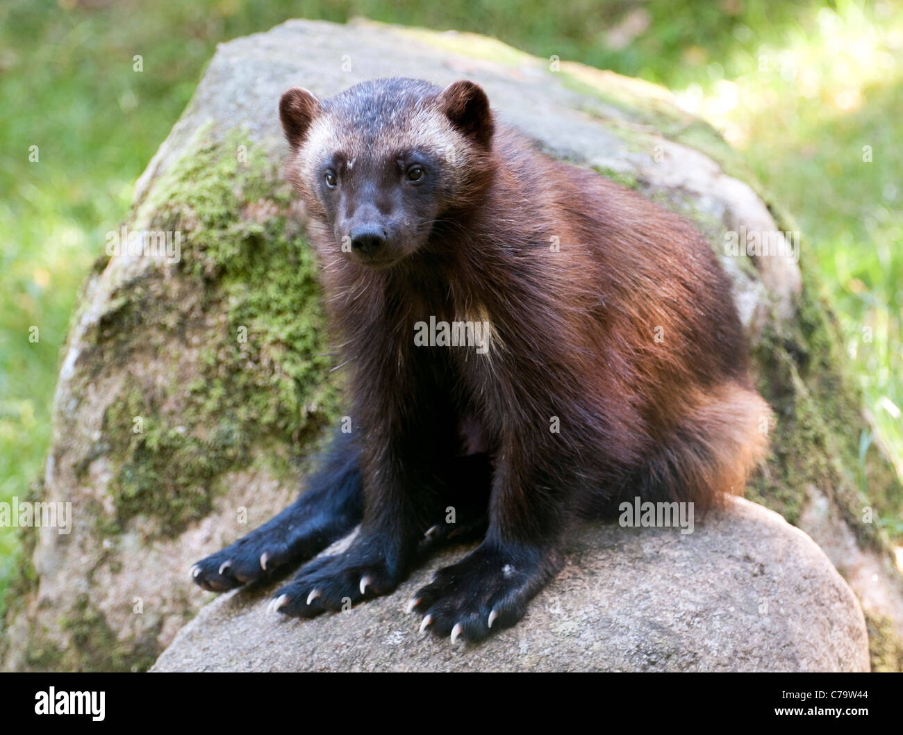 Wolverine claws hi-res stock photography and images - Alamy