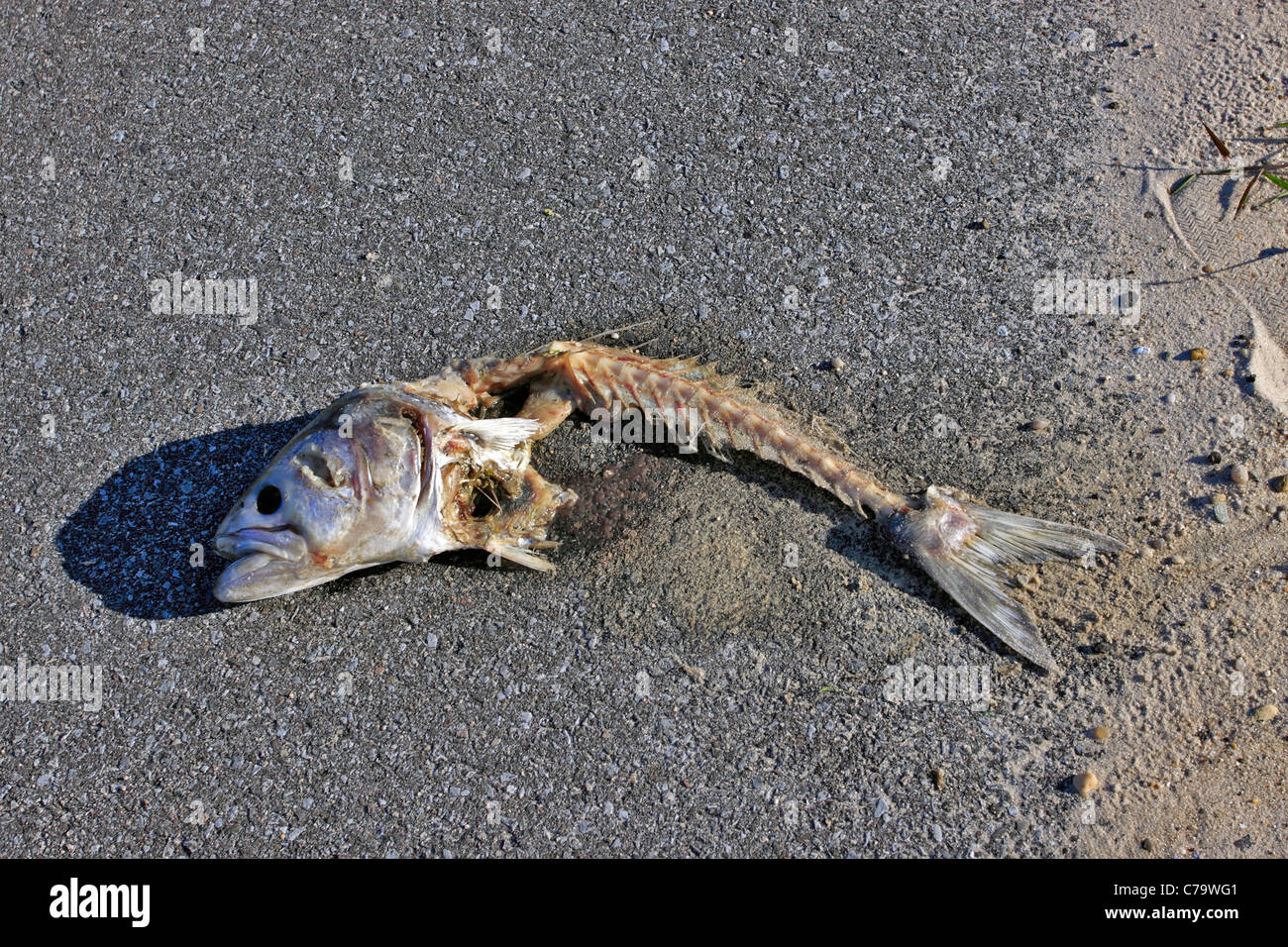 Dead fish on road long Island NY Stock Photo - Alamy