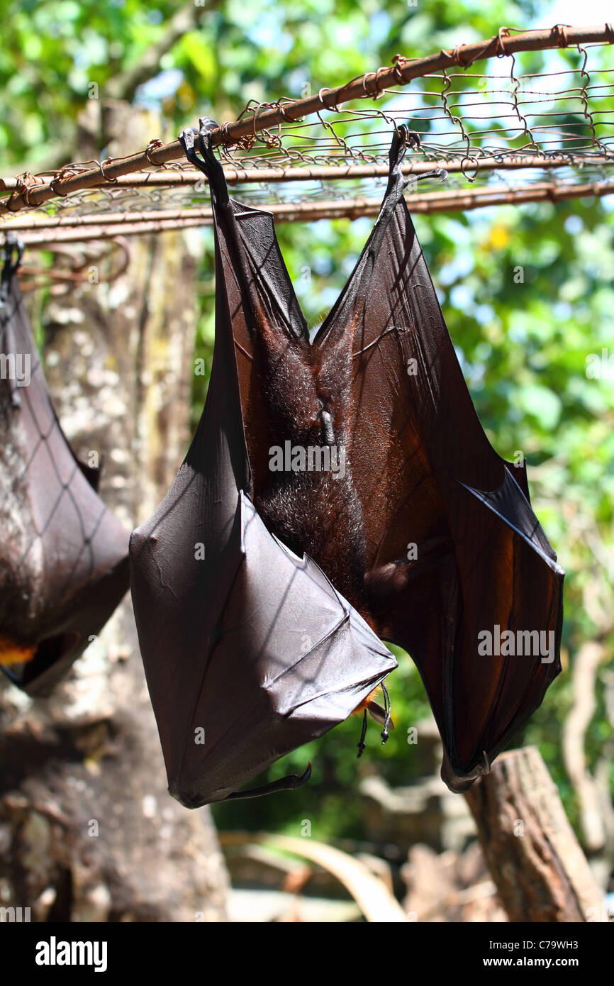 Asian Bat Plant High Resolution Stock Photography and Images - Alamy