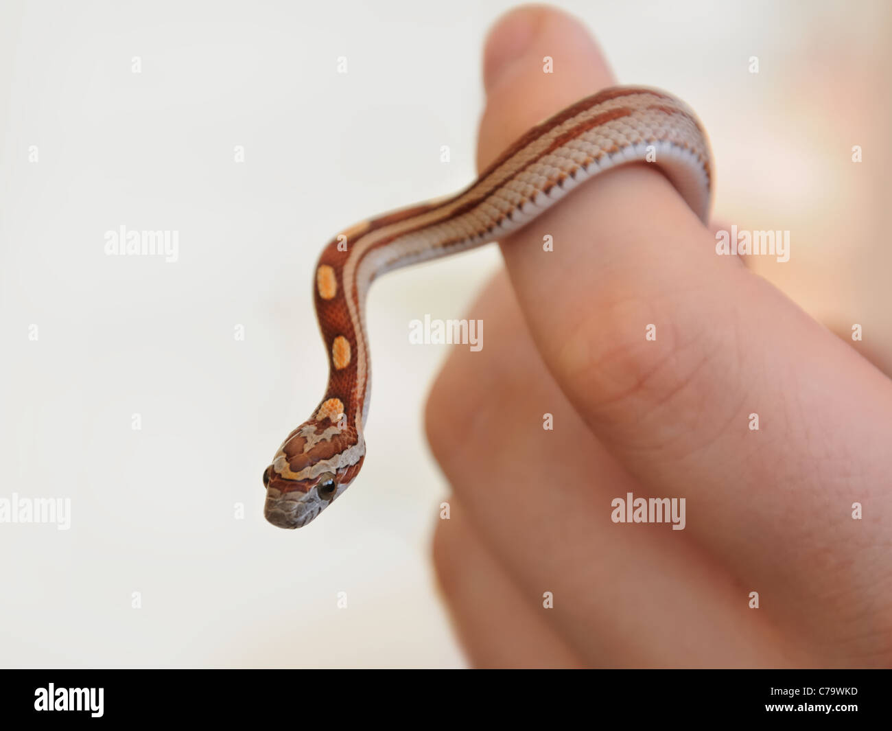 Cold blooded snake hi-res stock photography and images - Alamy