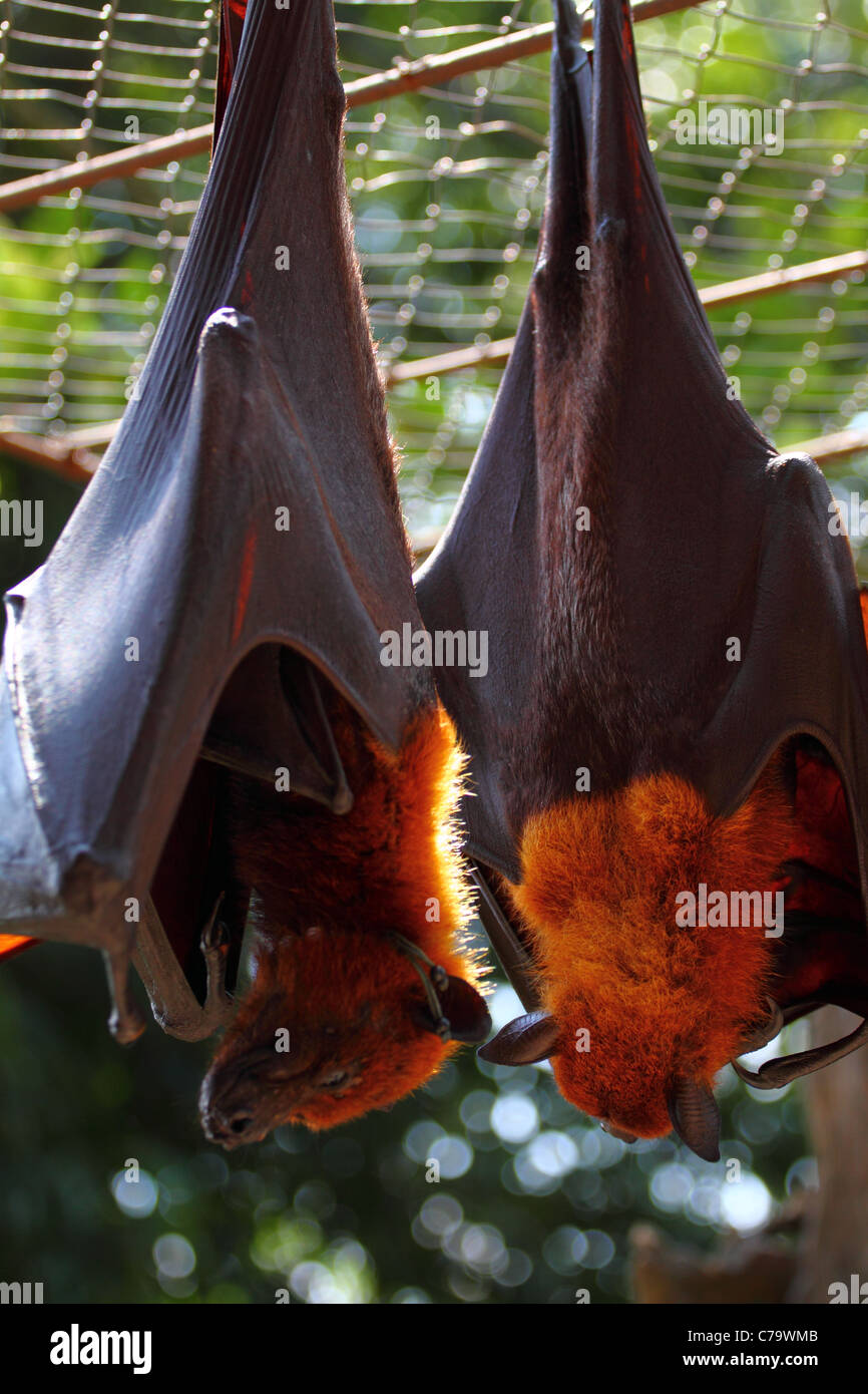 Asian bat plant hi-res stock photography and images - Alamy