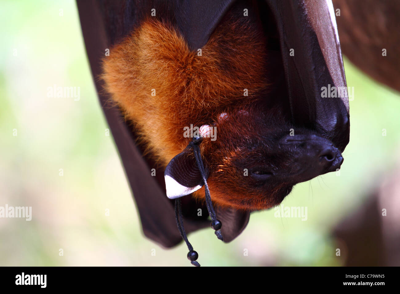 Bat in Bali Island Stock Photo - Alamy