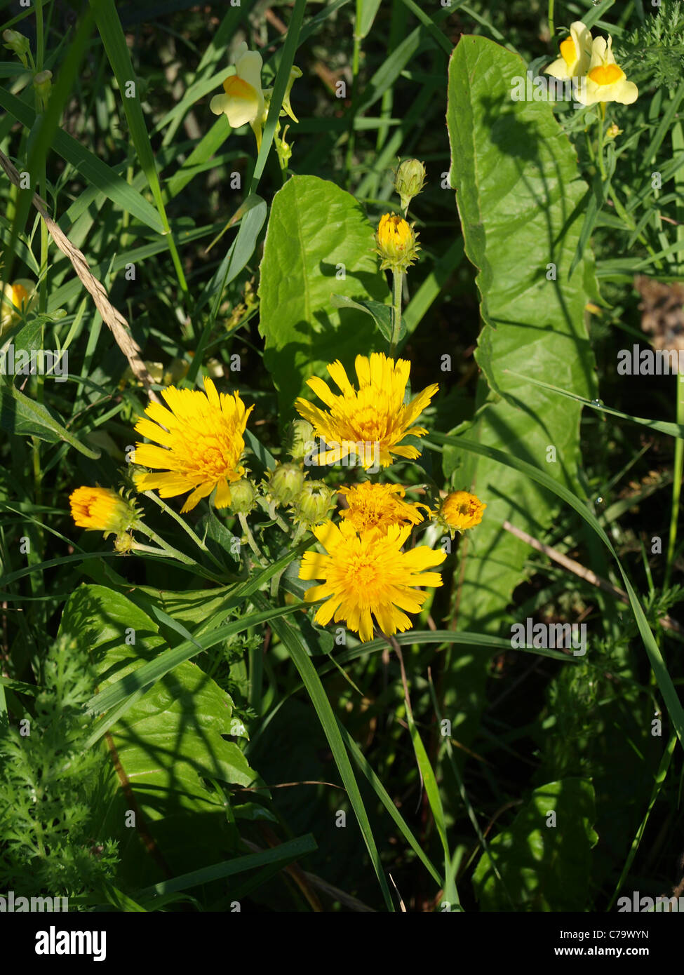 Yellow hawkweed hi-res stock photography and images - Alamy