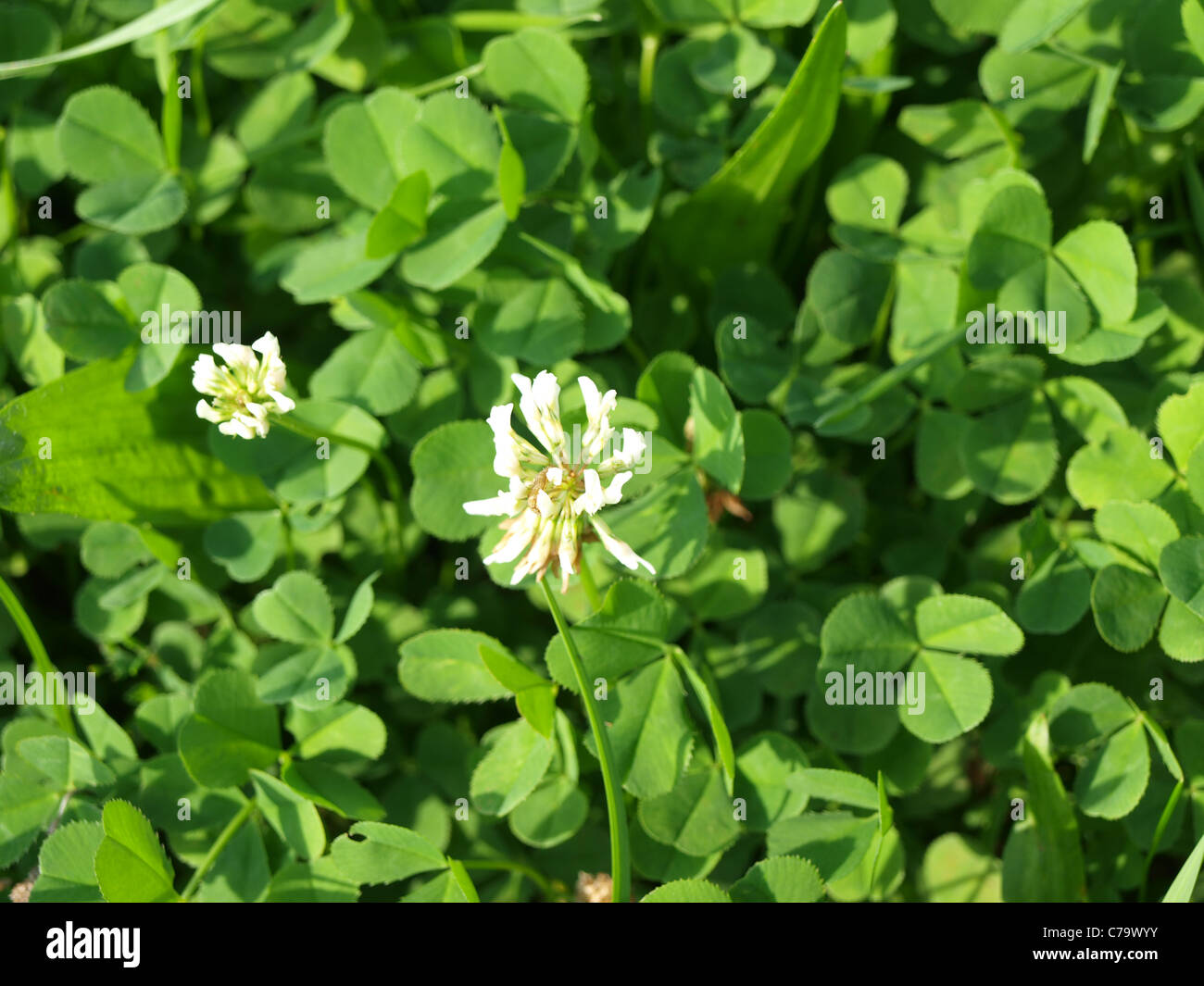 fresh clover trefoil close up Stock Photo - Alamy