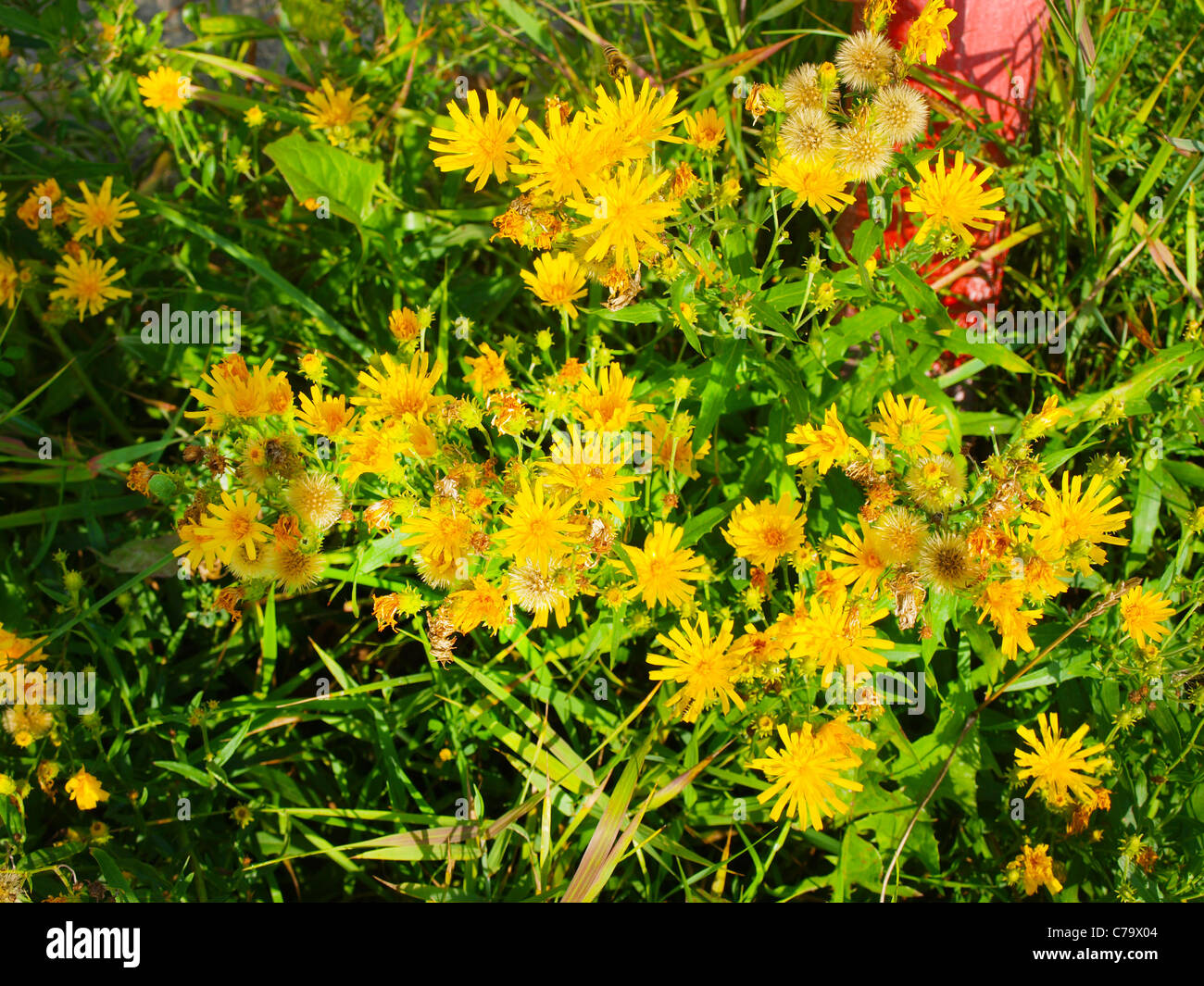 Yellow hawkweed hi-res stock photography and images - Alamy