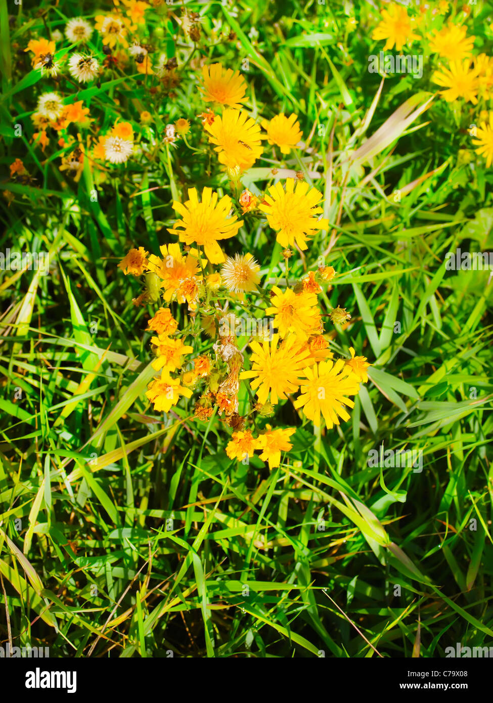 Yellow hawkweed hi-res stock photography and images - Alamy
