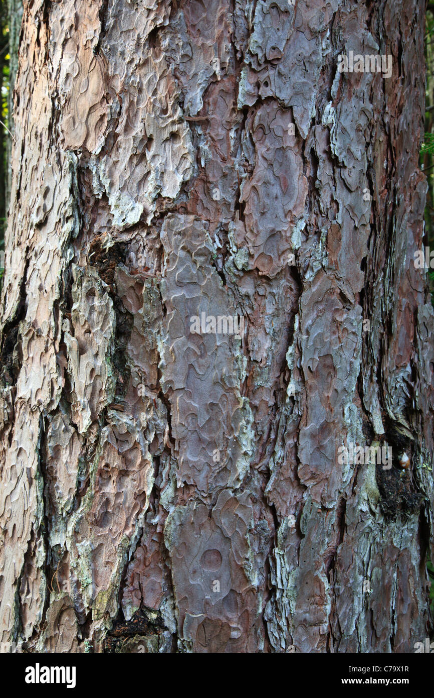 Bark of Red Pine Forest ( Pinus resinosa ) during the summer months in ...