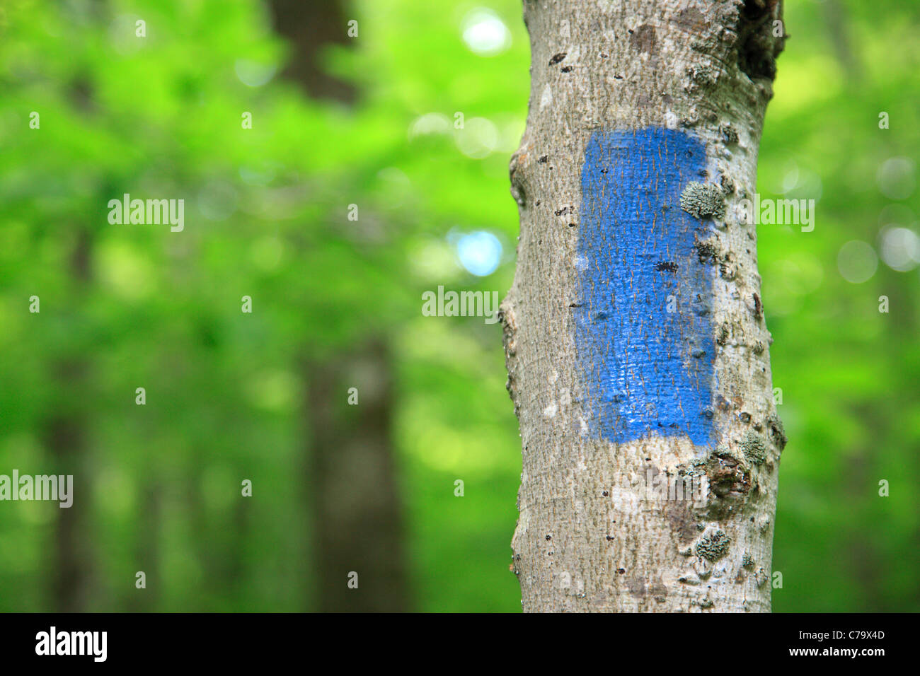 Blue blaze painted on hardwood tree along the Saco River Trail Stock ...