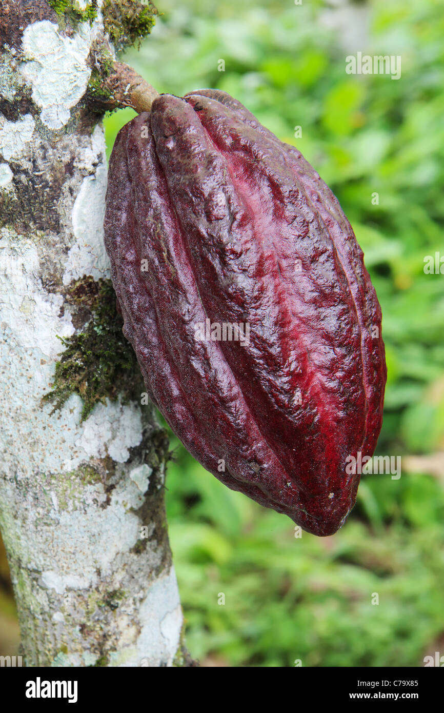 Pod of Arriba cacao in Ecuador Stock Photo - Alamy