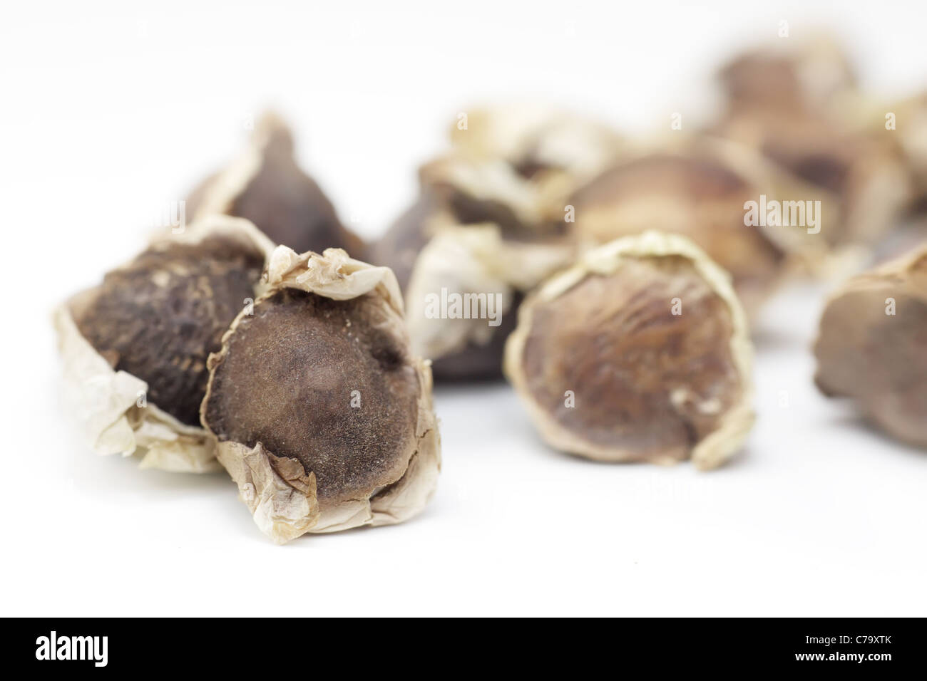 Miracle Tree for Saving Lives Stock Photo - Alamy