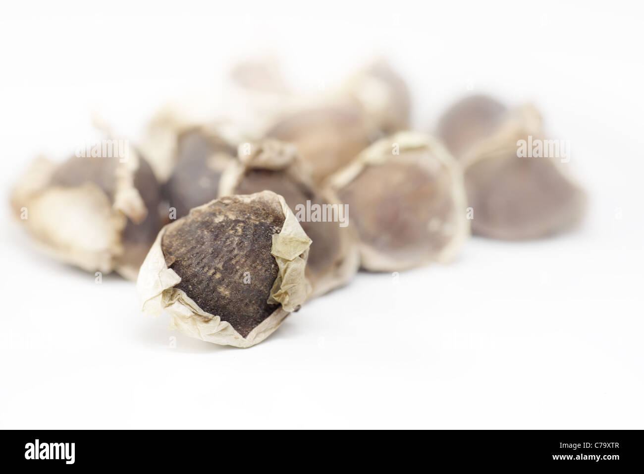Moringa tree, Miracle Tree Seed Stock Photo - Alamy
