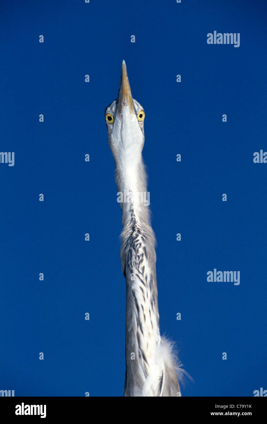 The Great Blue Heron, marked by a very long neck, is the largest heron ...