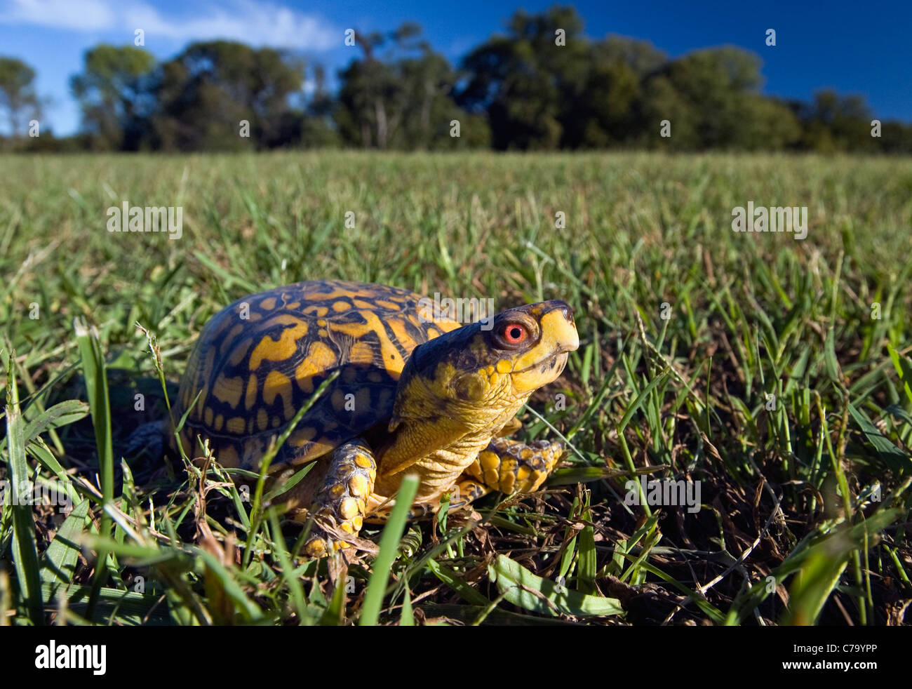 Close Up View of a Eastern Box Turtle in Floyd County, Indiana Stock ...