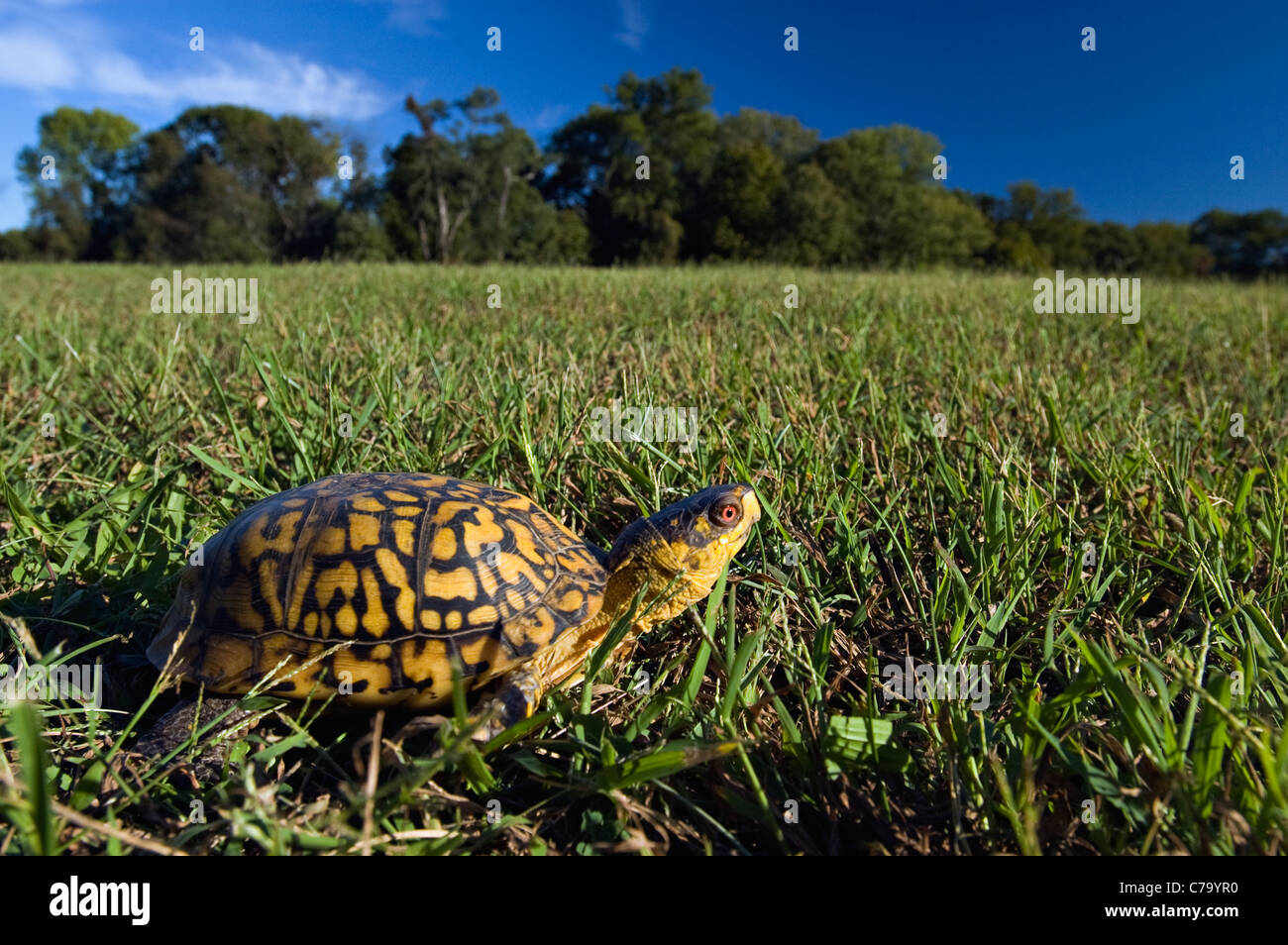 Eastern box turtle shell pattern hi-res stock photography and images ...