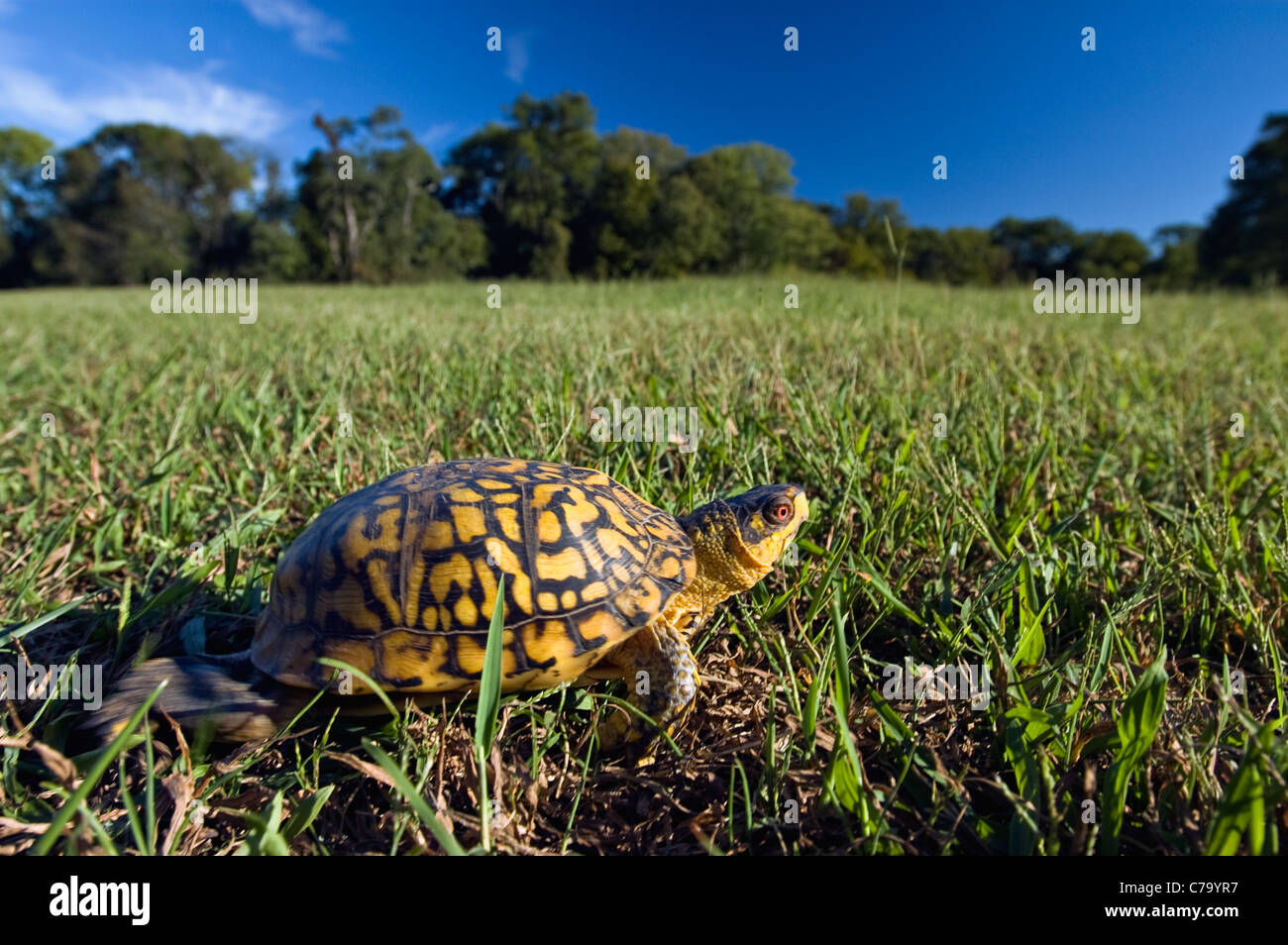 American box turtle hi-res stock photography and images - Alamy