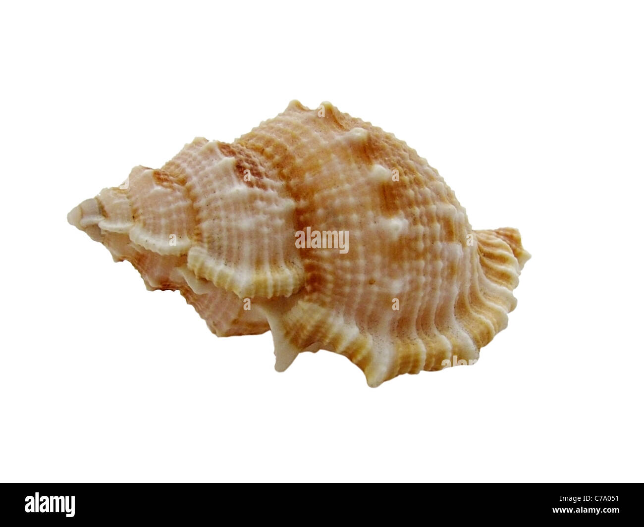 Sea shell art hi-res stock photography and images - Alamy