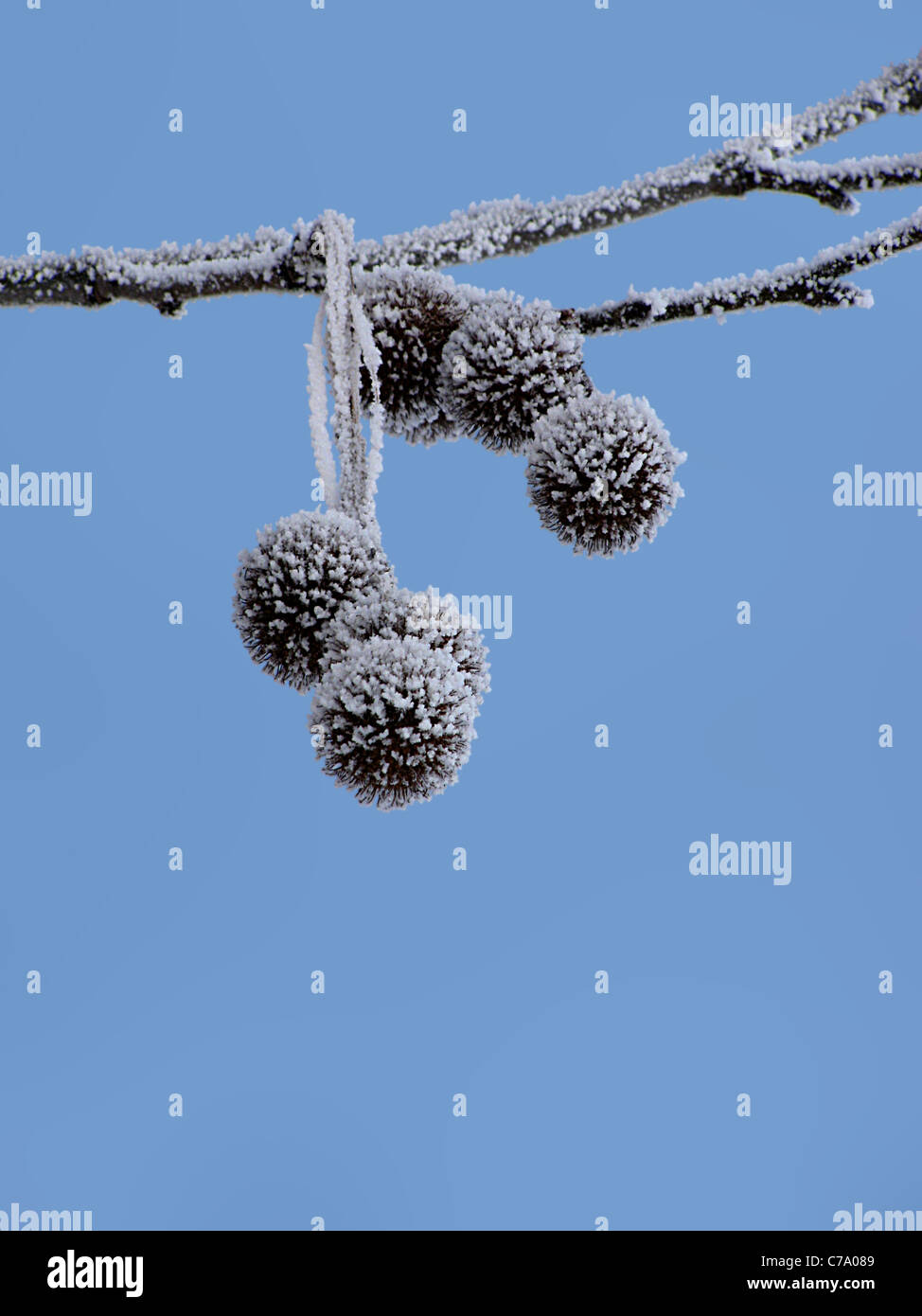 frozen seeds of platan tree over sky Stock Photo - Alamy