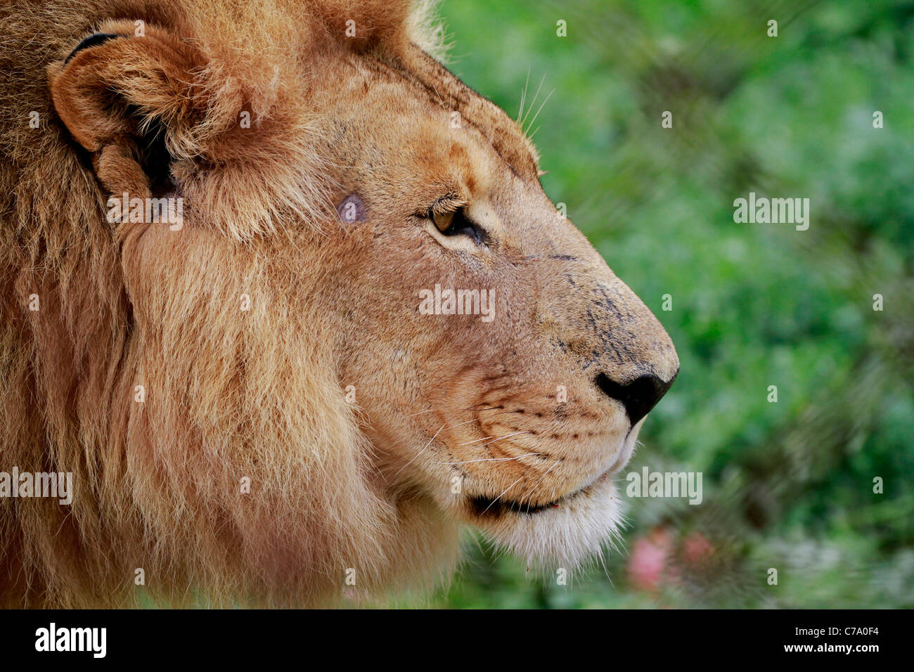 Profile Of Male Lion High Resolution Stock Photography and Images - Alamy