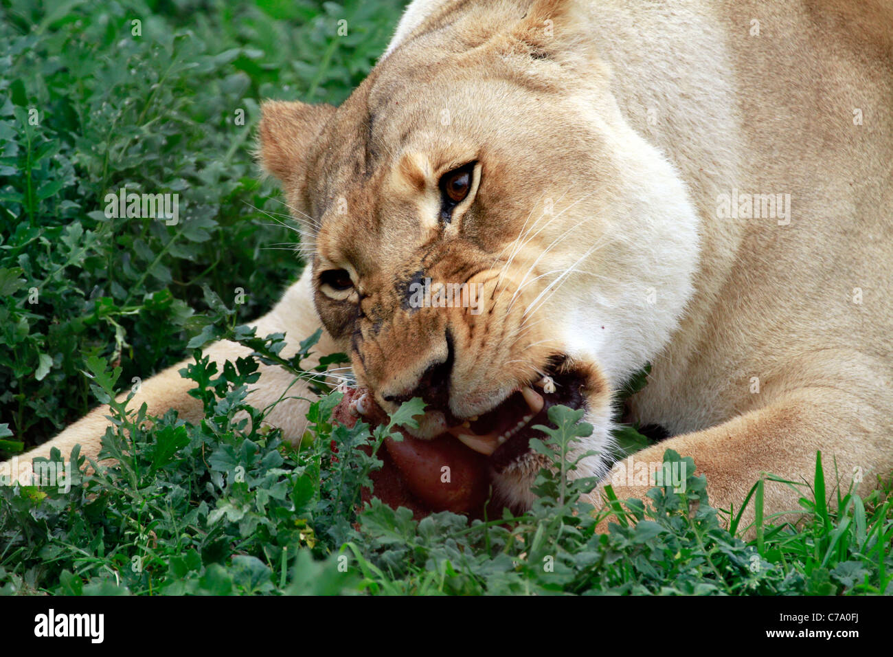 Feeding time and zoo hi-res stock photography and images - Alamy