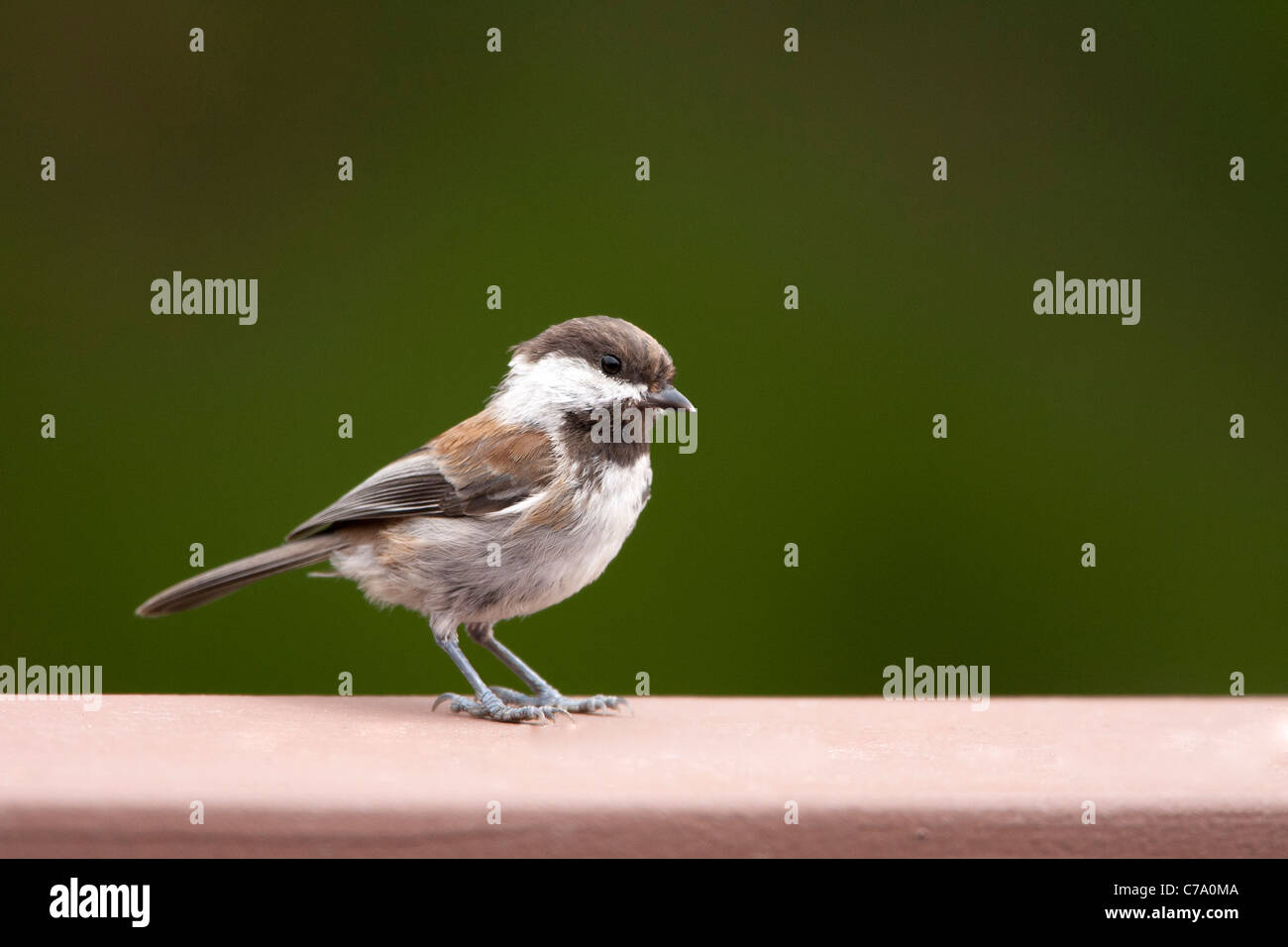 Chestnut backed Chickadee Stock Photo - Alamy