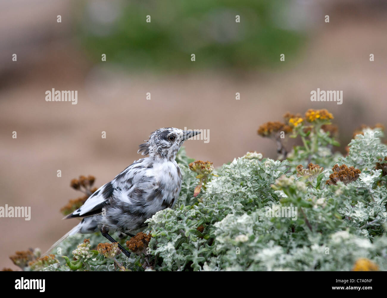 Leucistic blackbird hi-res stock photography and images - Alamy