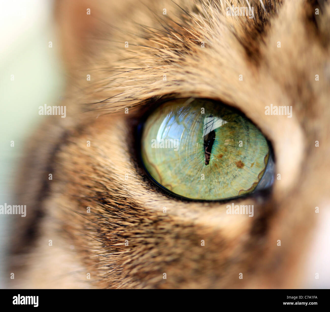 Tapetum eye cat hi-res stock photography and images - Alamy