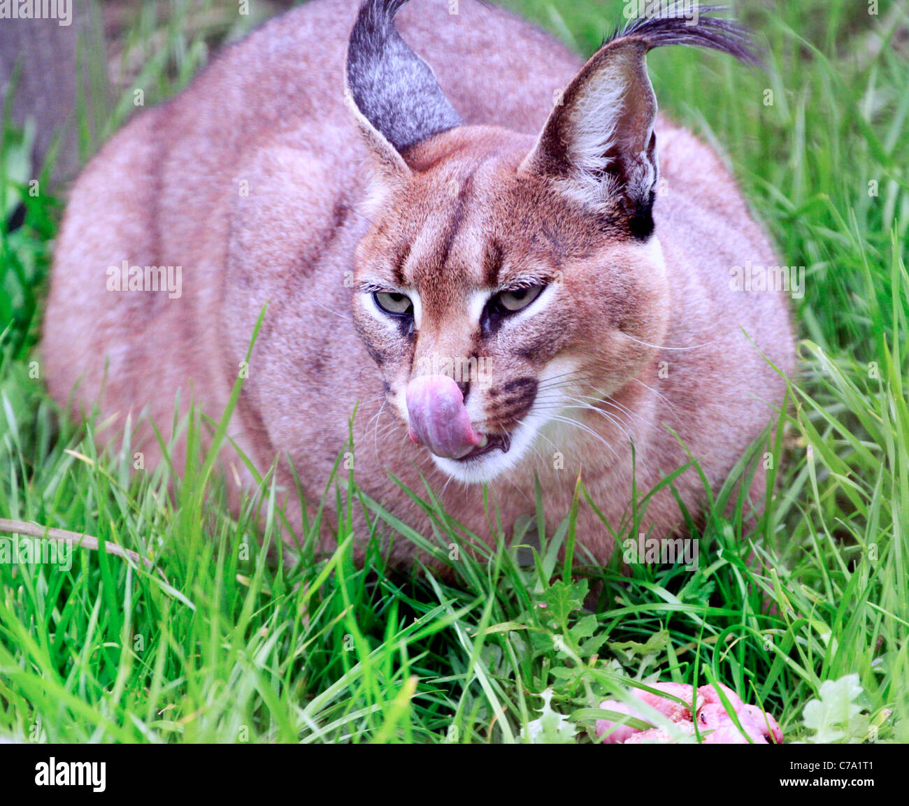 A caracal (Caracal caracal) also known as Rooikat at feeding time in ...