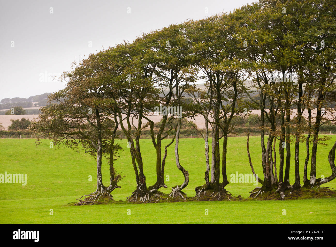 Ancient hedge hi-res stock photography and images - Alamy