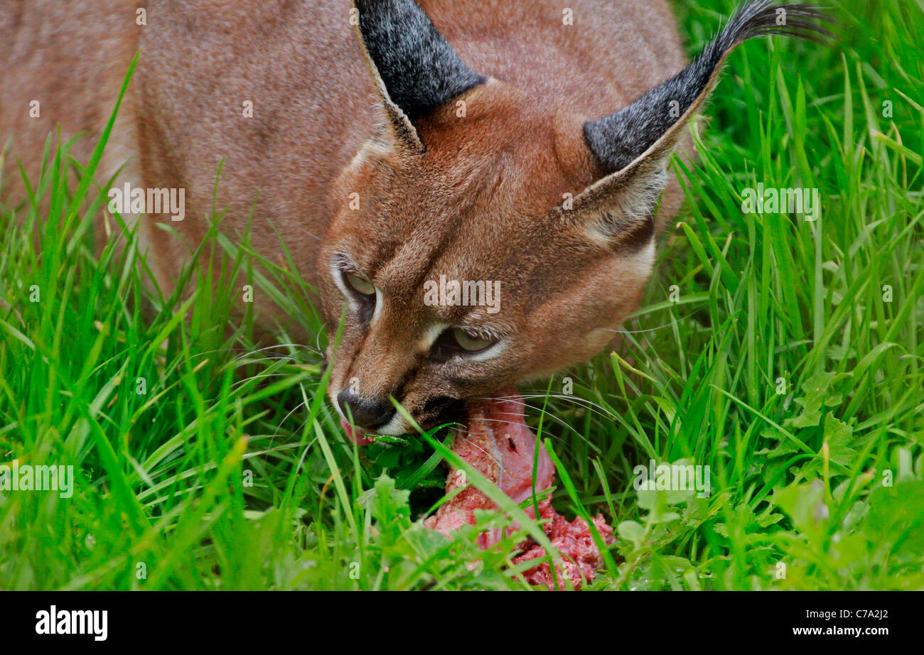 A caracal (Caracal caracal) also known as Rooikat at feeding time in ...