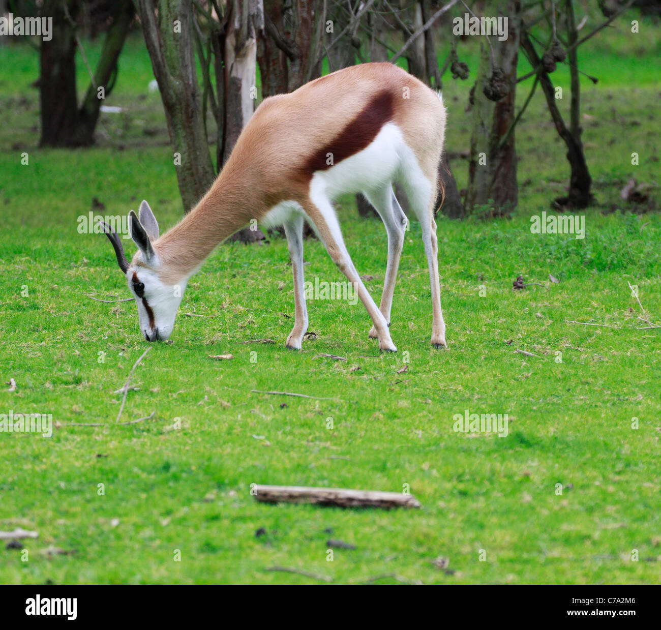 A Springbok (Antidorcas marsupialis) grazing in Tygerberg Zoo near Cape ...